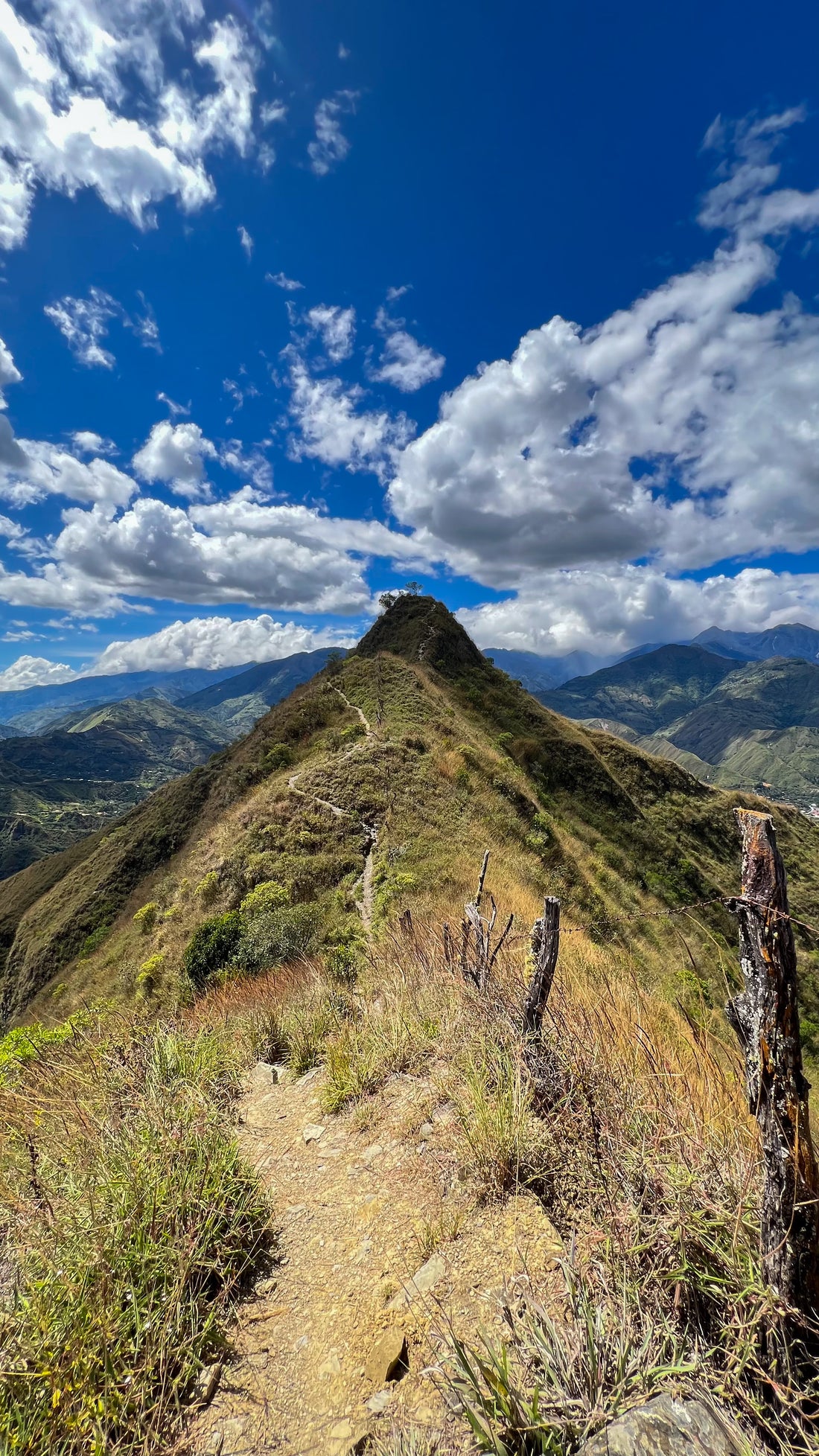 The Electric Eat's Herb Line: How it started – The Electric Eats